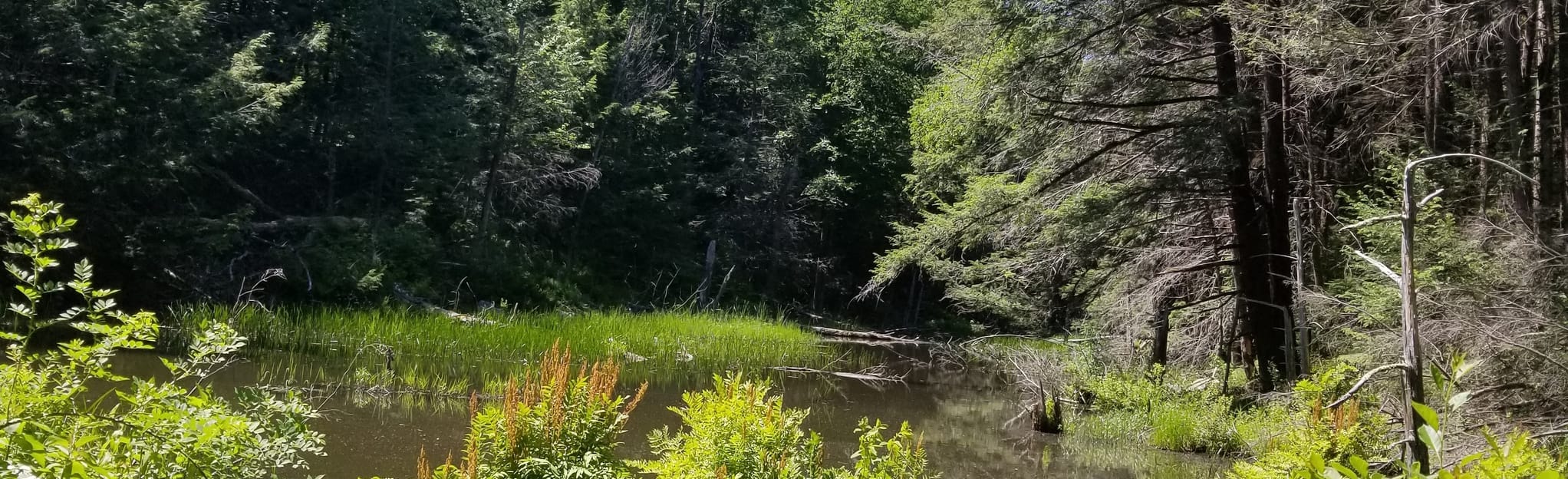 Henhawk and East Guinea Horse Trail Loop: 12 Reviews, Map ...