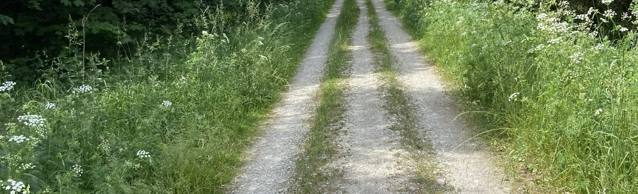 Hügelgräber im Kreuzlinger Forst - Bayern, Germany | AllTrails