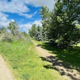 Rundle Park Riverside Trail, Alberta, Canada - 217 Reviews, Map | AllTrails