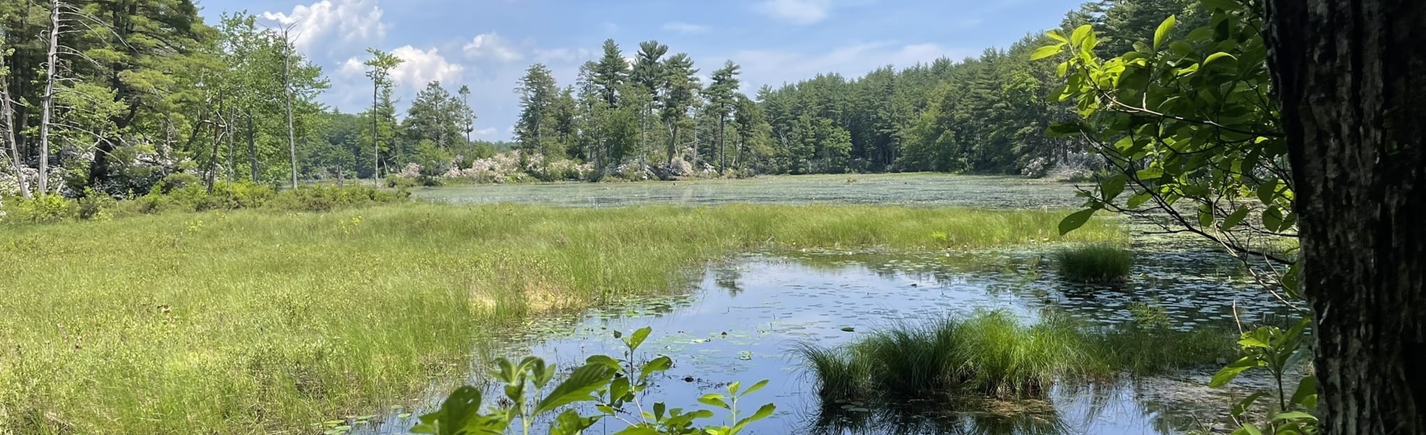 Breakneck Pond Loop Trail, Connecticut - 850 Reviews, Map | AllTrails