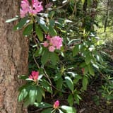 Warm Springs Falls Trail, Oregon - 112 Reviews, Map | AllTrails