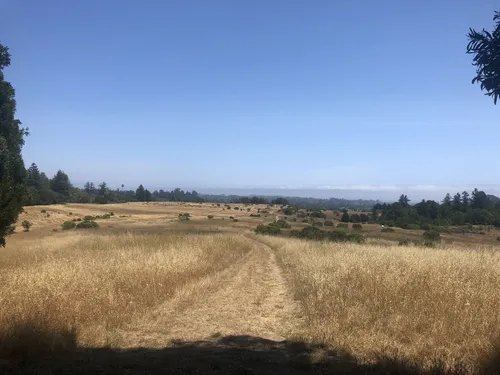 Best Forest Trails in Pogonip Open Space Preserve | AllTrails