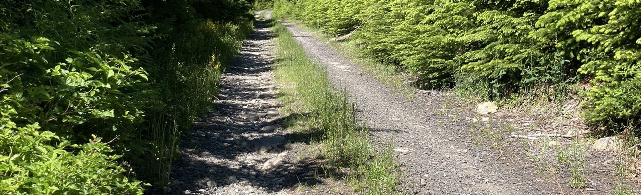 Green Peter Fire Lookout, Oregon - 28 Reviews, Map | AllTrails