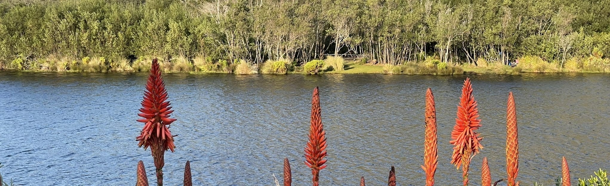 Silvermine River Walk - Tokai: 3 Reviews, Map - Western Cape, South ...