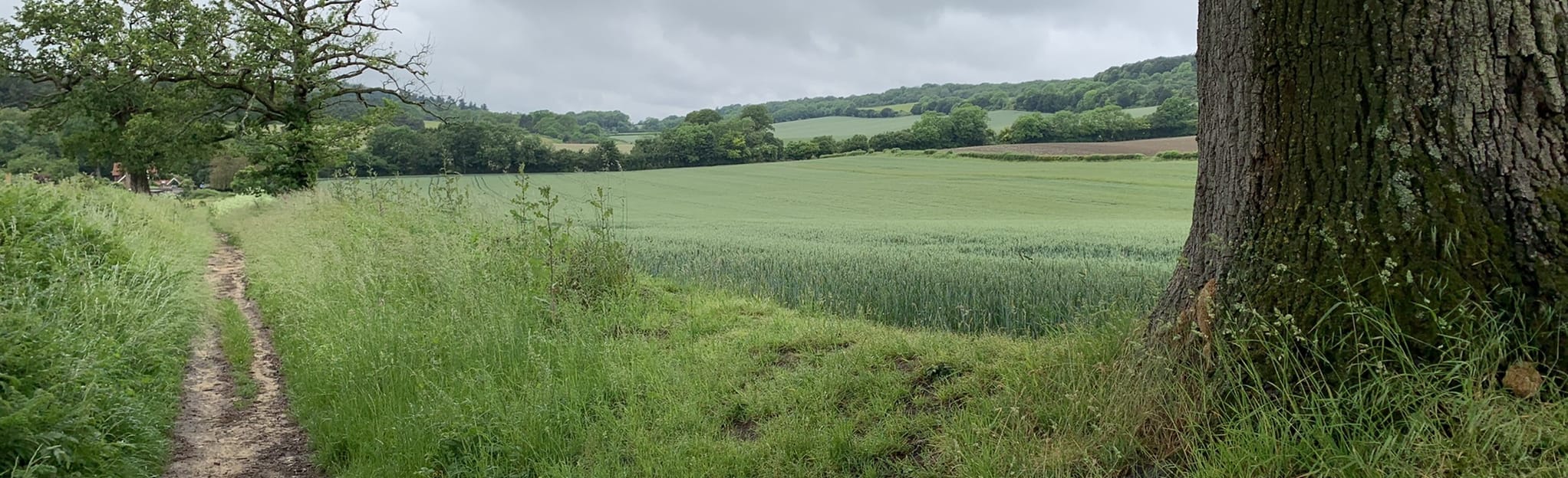 Shere and Albury Circular, Surrey, England - 353 Reviews, Map | AllTrails