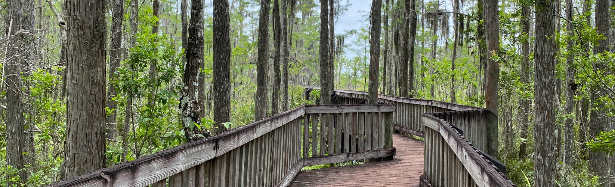 Fallen Log, Tarflower Loop and Osprey Overlook Trail: 773 foto's ...