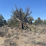 Fat Rabbit Loop Trail, Oregon - 374 Reviews, Map | AllTrails