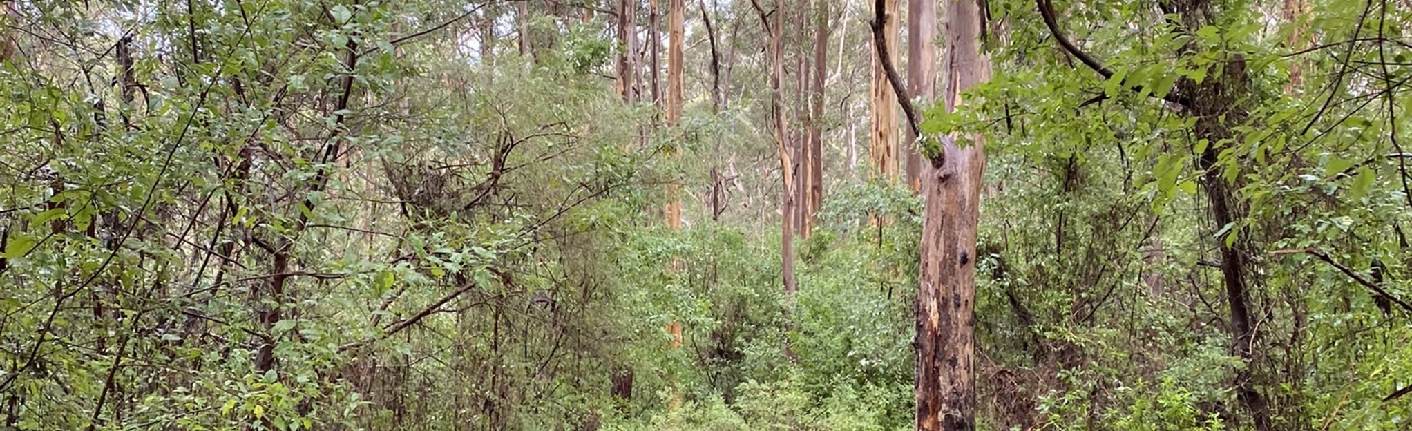 Karri Views Walk: 22 Reviews, Map - Western Australia, Australia ...