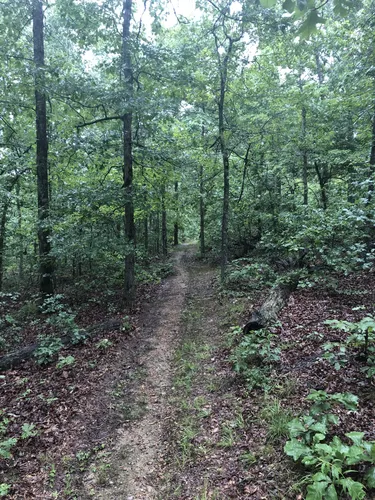 Best Hikes and Trails in Poplar Bluff | AllTrails
