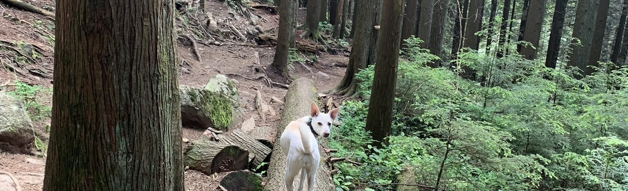 Dempsey and Lower Dreamweaver Trail Loop, British Columbia, Canada ...