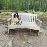 Swope Loop to Pine Hill, New Hampshire - 160 Reviews, Map | AllTrails