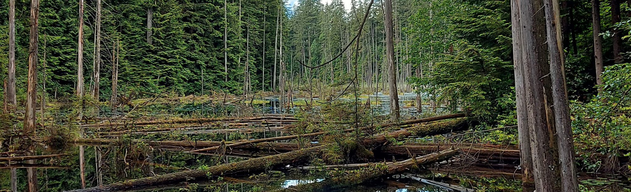 Woodhaven Swamp and Sasamat Lake Connector Loop, British Columbia ...