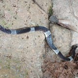 Sagee Waterfall Loop, Chiang Mai, Thailand - 3 Reviews, Map | AllTrails