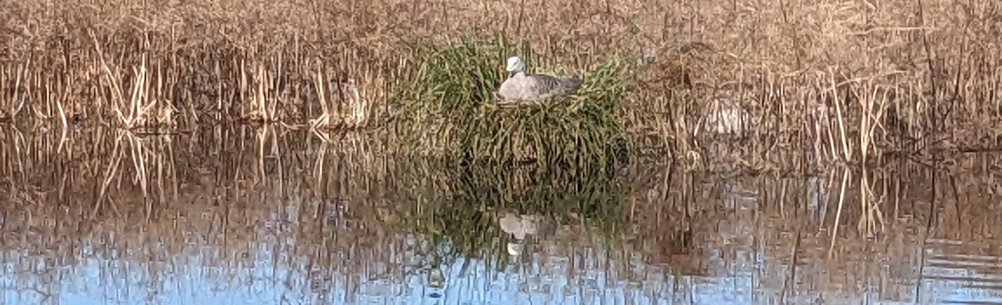 Lara Lake loop : 1 photos - Victoria, Australia | AllTrails