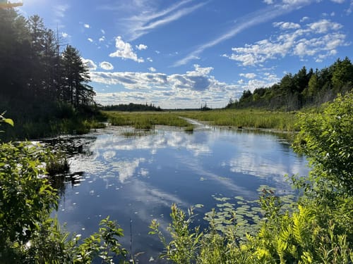 Best Hikes and Trails in Limerick Forest North | AllTrails