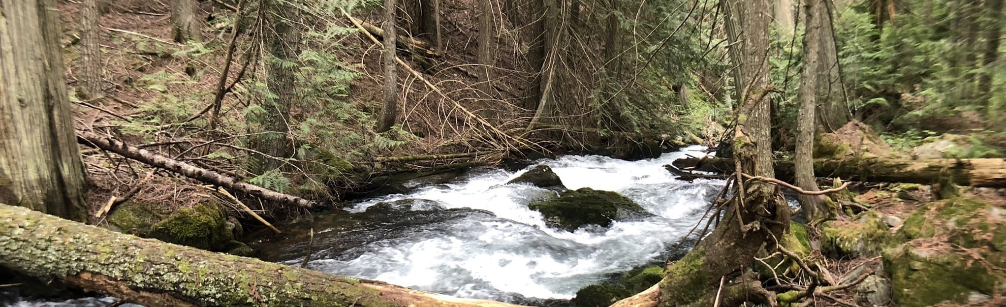 Swartz Lake Trail, Montana - 54 Reviews, Map | AllTrails