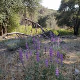 Barker Valley Spur Trail, California - 137 Reviews, Map | AllTrails