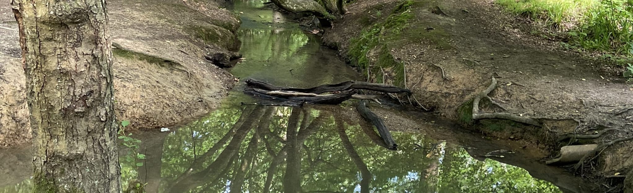 Blean Woods Black Trail: 134 Reviews, Map - Kent, England | AllTrails