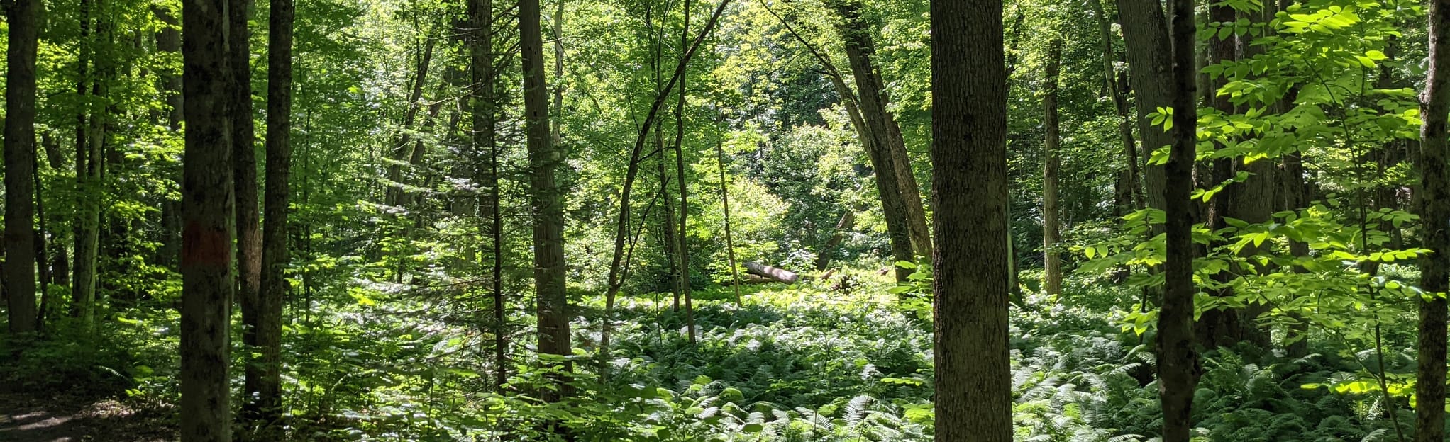 HR Frink Hi-Lo and Quill Trail, Ontario, Canada - 9 Reviews, Map ...