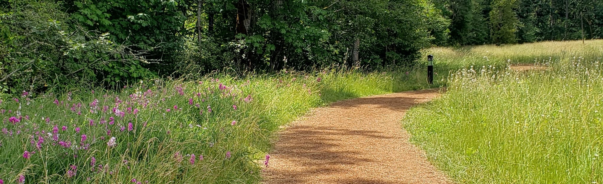 Rexius Trail, Oregon - 182 Reviews, Map | AllTrails