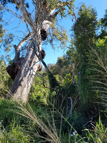 Best Hikes and Trails in Capalaba Regional Park | AllTrails