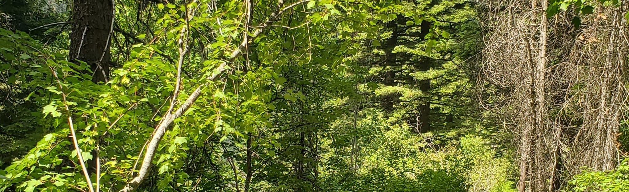 Goose Creek Falls: 837 Reviews, Map - Idaho | AllTrails