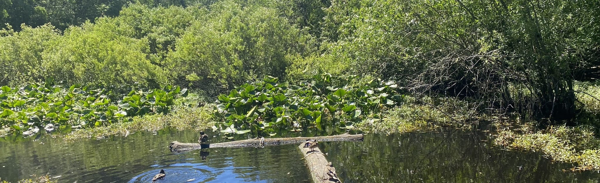 Snake Lake Loop Trail: 324 Reviews, Map - Washington | AllTrails