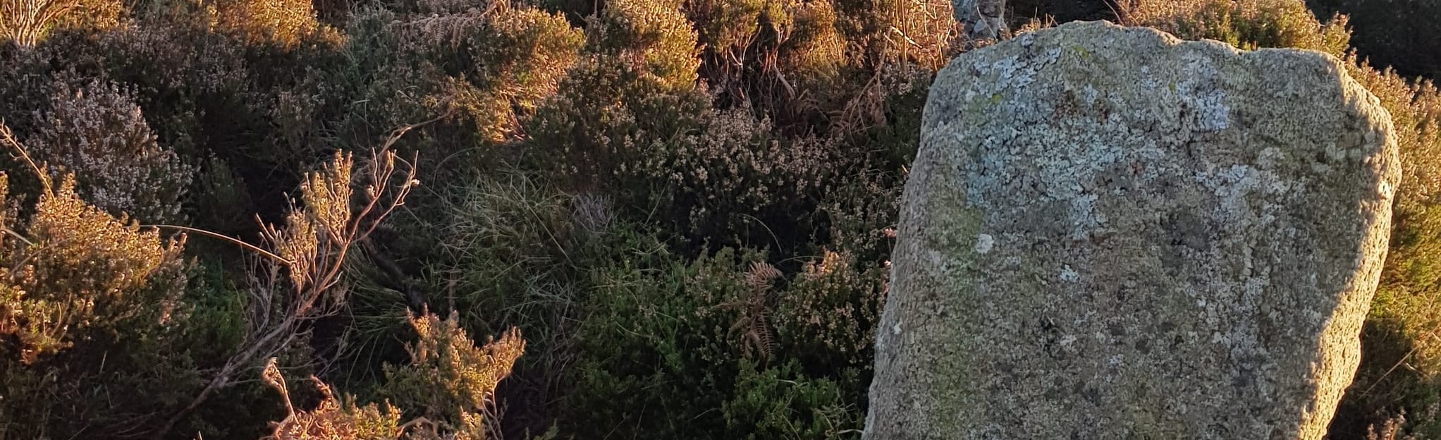 Challacombe Down Circular: 2 Reviews, Map - Devon, England | AllTrails