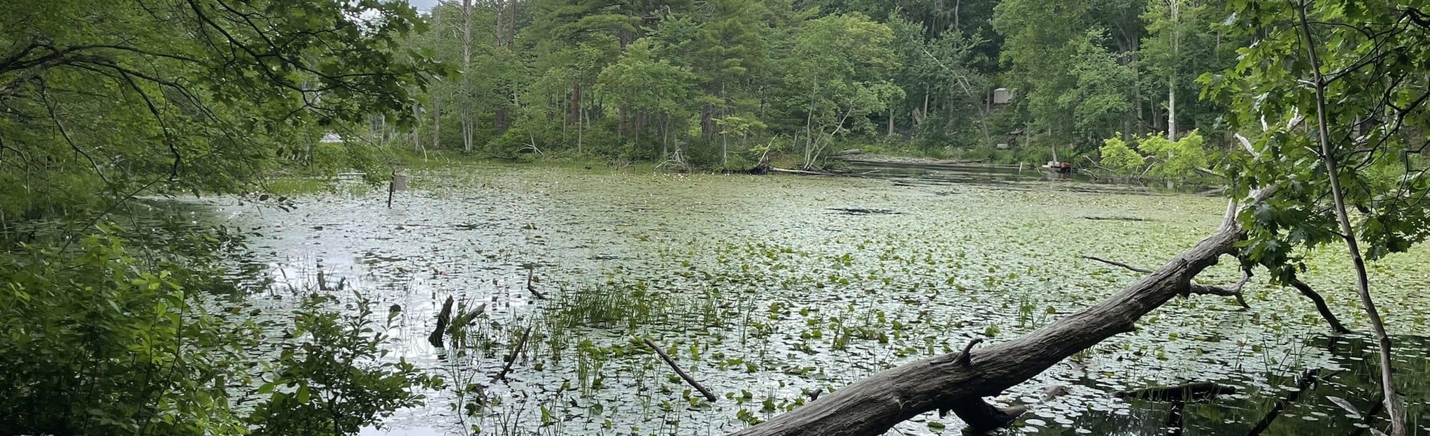 Hamlen Woods via Mainstone Farm Reservation: 657 Reviews, Map ...