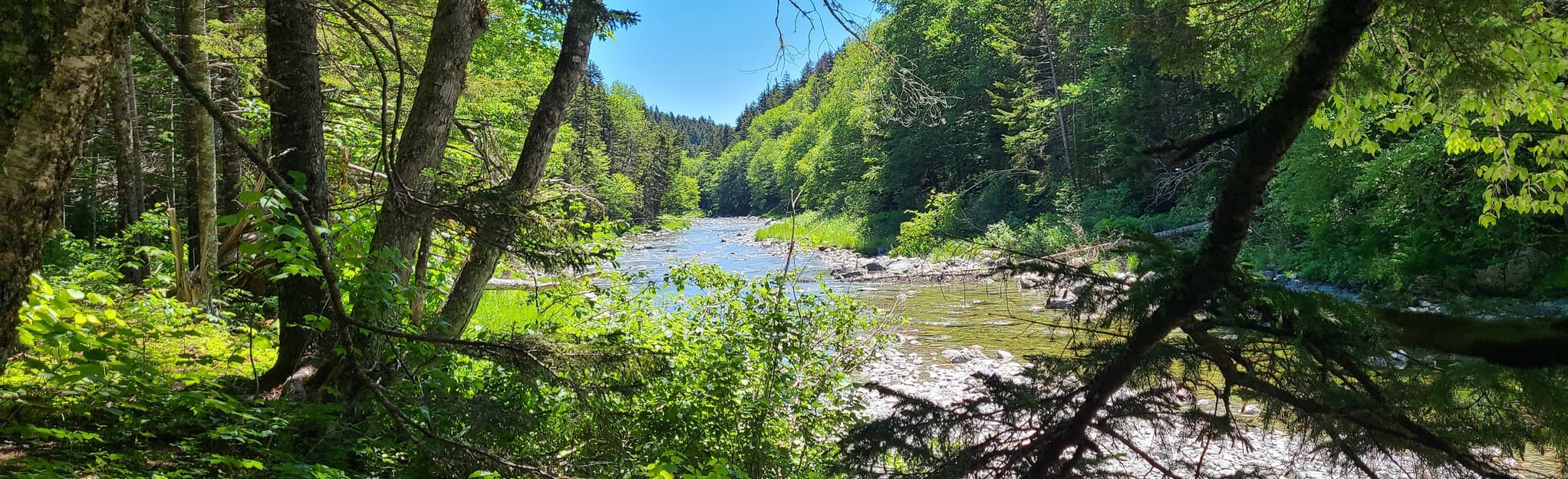 Foster Brook Trail, New Brunswick, Canada - 68 Reviews, Map | AllTrails