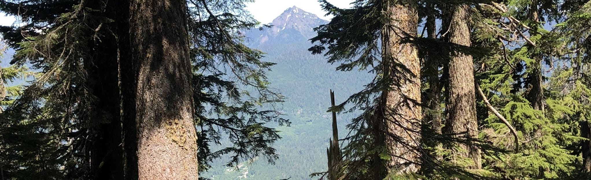 Pinnacle Lake Trail | Mappa, Guida - Washington | AllTrails