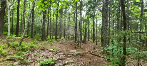 2023 Best Trails, Walks, and Paths in Beechville | AllTrails