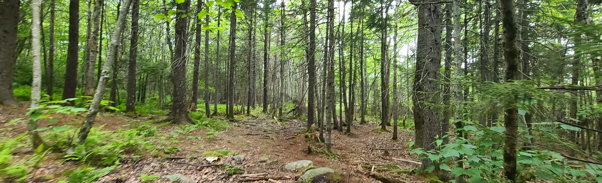 The Green Exploration, Nova Scotia, Canada - 16 Reviews, Map | AllTrails