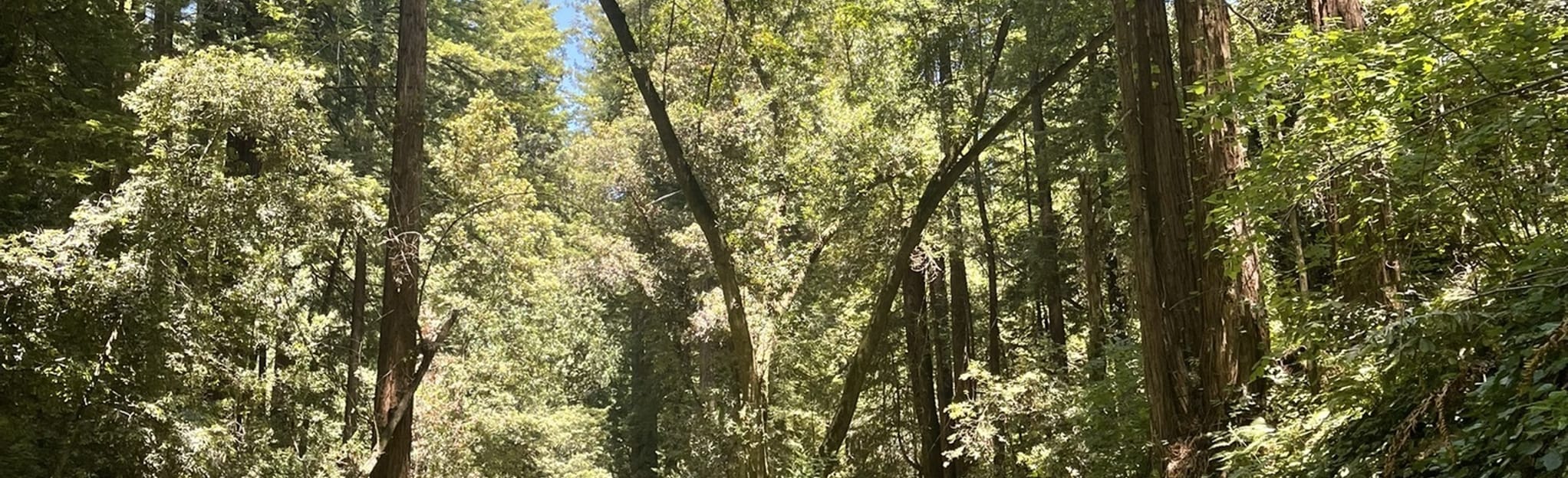 Chaminade Nature Trail, California - 390 Reviews, Map | AllTrails