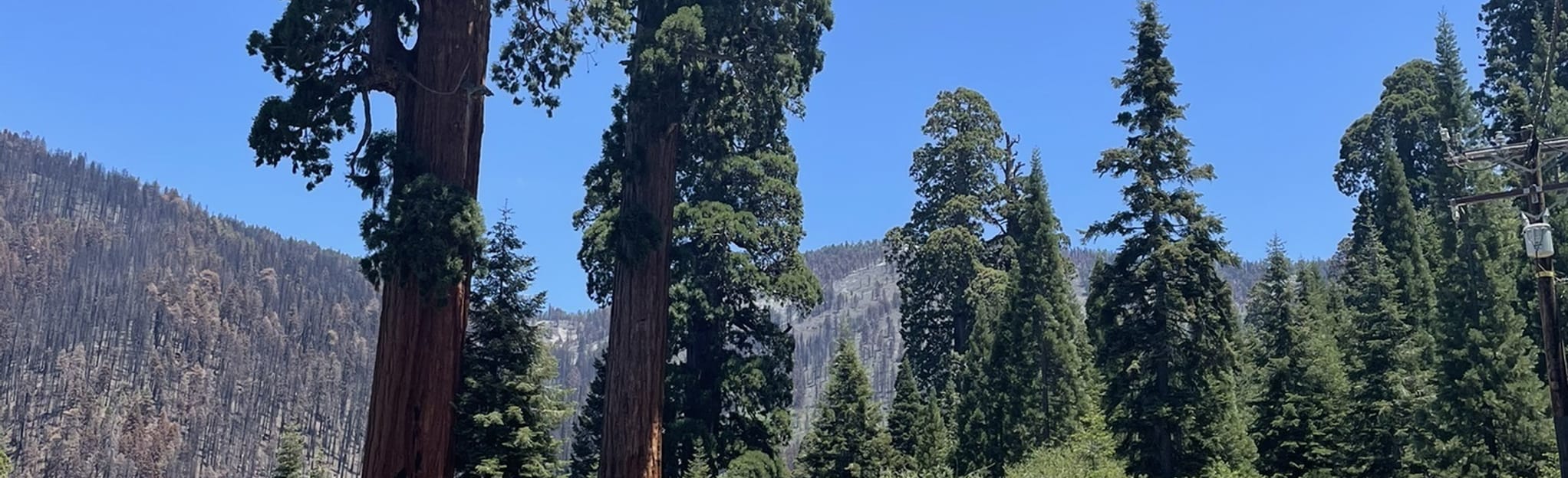 Stagg Tree Trail: 33 Reviews, Map - California | AllTrails