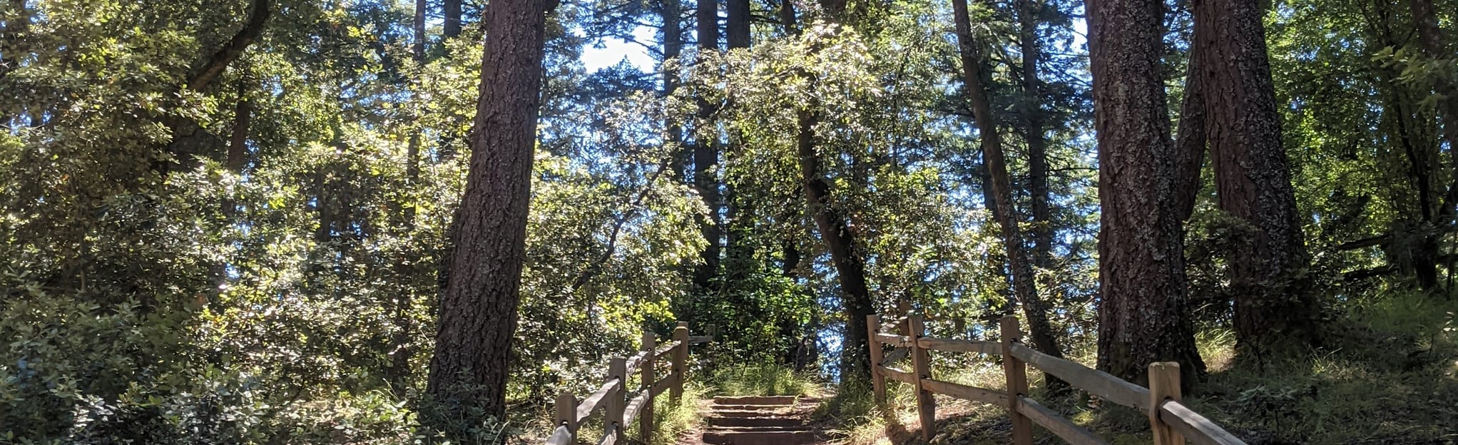 Steep Ravine Trail, California - 211 Reviews, Map | AllTrails