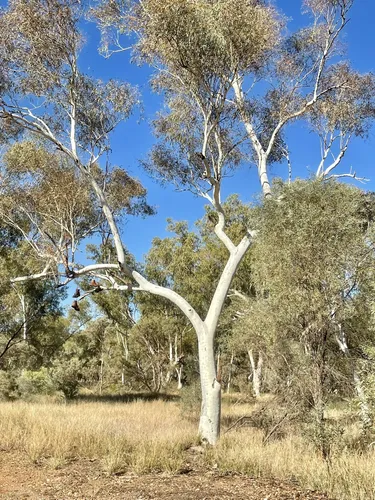 Best Hikes and Trails in Paraburdoo | AllTrails