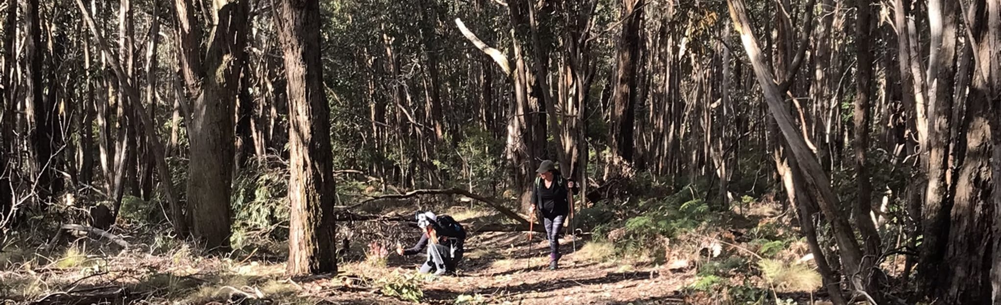 Mount Teneriffe, Victoria, Australia - 31 Reviews, Map | AllTrails