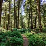 Upper Priest River Trail, Idaho - 86 Reviews, Map | AllTrails