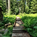 Upper Priest River Trail, Idaho - 86 Reviews, Map | AllTrails