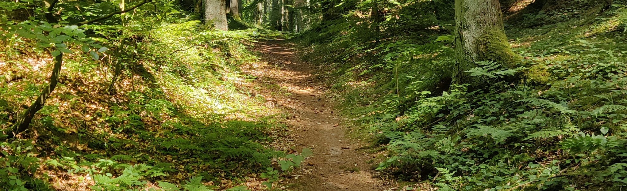 Hammer Bakker - Brødland - Braths Plantage: 15 foto's - North Denmark ...