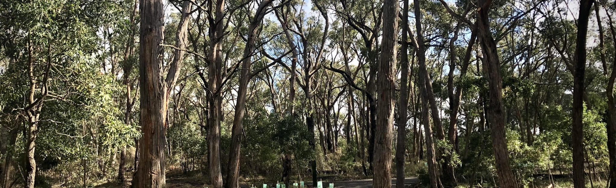 Dementia Friendly Forest and Sensory Trail - Victoria, Australia ...