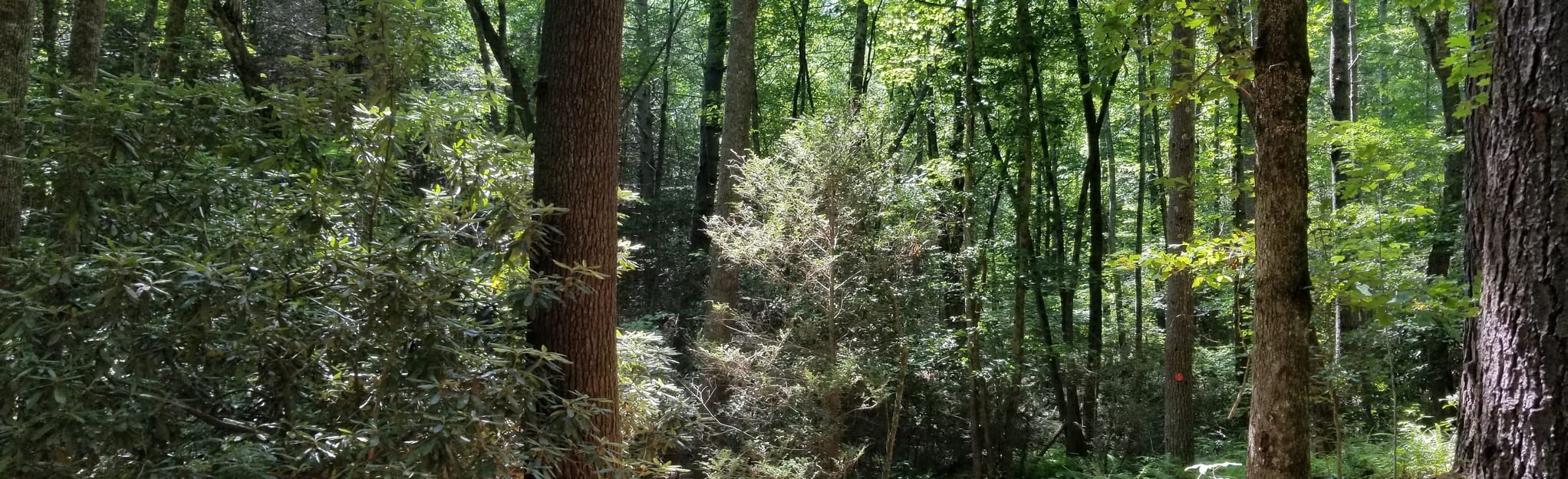 West Wimba Trail, North Carolina - 161 Reviews, Map | AllTrails