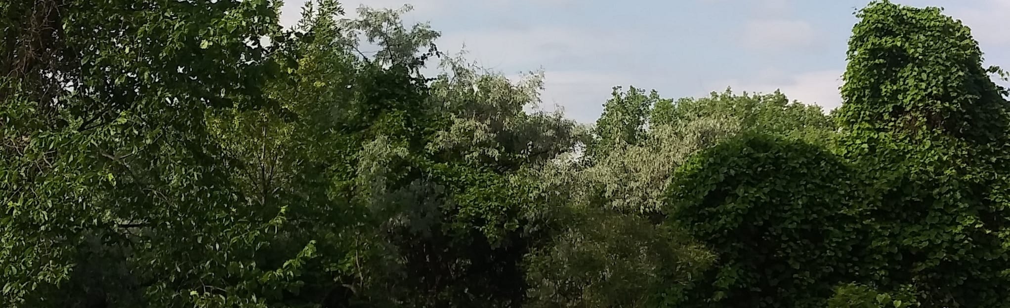 Harrison Township Freedom Path: 97 Reviews, Map - Michigan | AllTrails