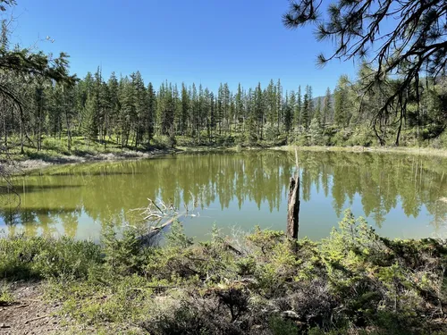 Best Forest Trails in Premier Lake Provincial Park | AllTrails