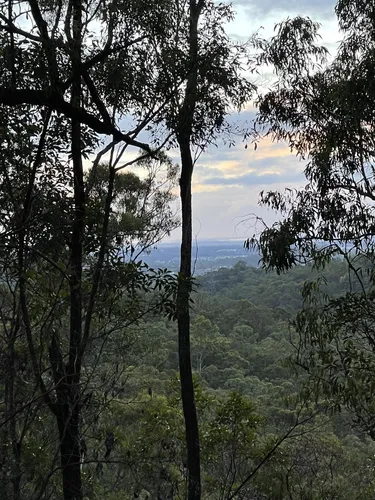 10 Best Hikes and Trails in Nerang National Park | AllTrails