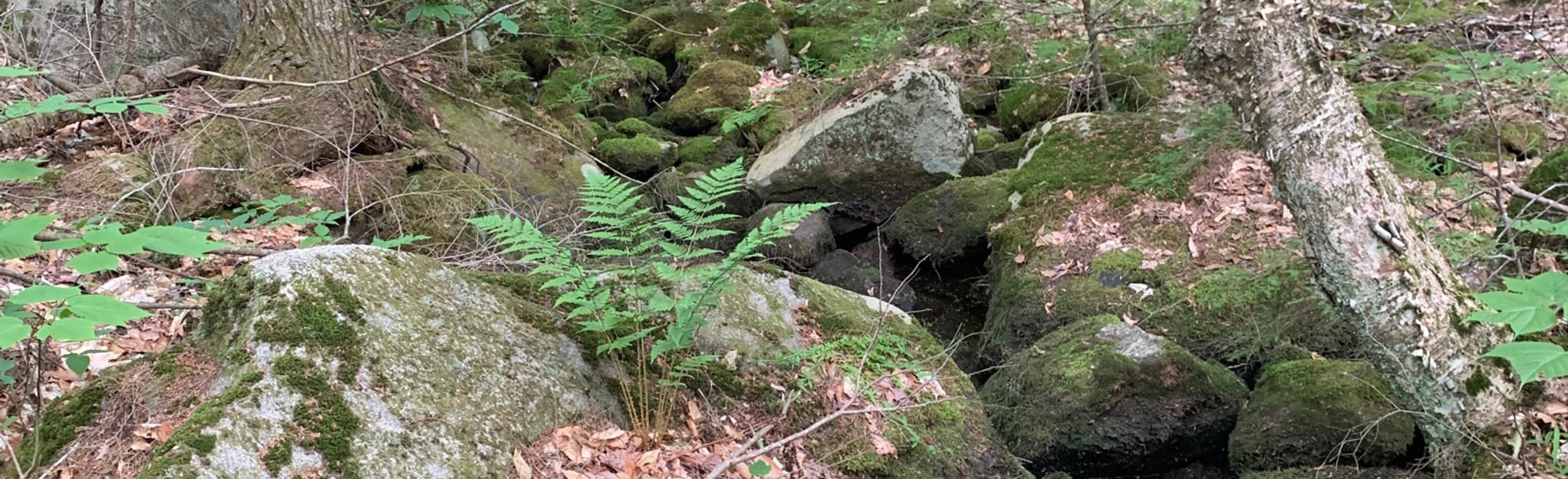 Twin Brook Trail: 3 Reviews, Map - Maine | AllTrails