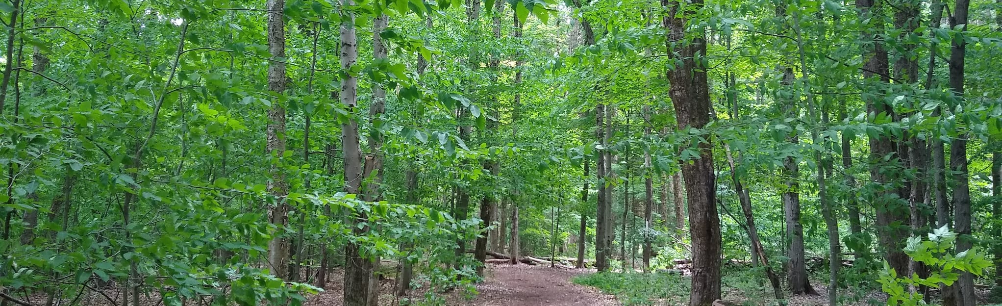 Delta Lake State Park Loop, New York - 116 Reviews, Map | AllTrails