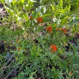 Round Mountain from South Trailhead, Oregon - 34 Reviews, Map | AllTrails