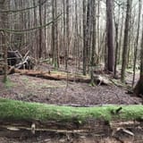 Fork Ridge Trail to Tennent Mountain, North Carolina - 42 Reviews, Map ...